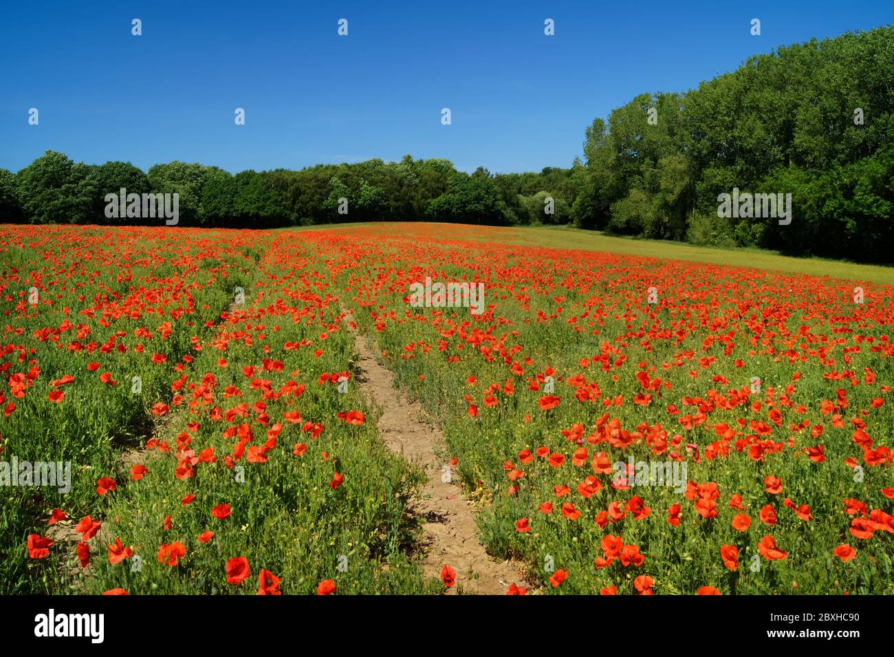UK,West Yorkshire,Wakefield,Woolley Poppy Field Stock Photo - Alamy