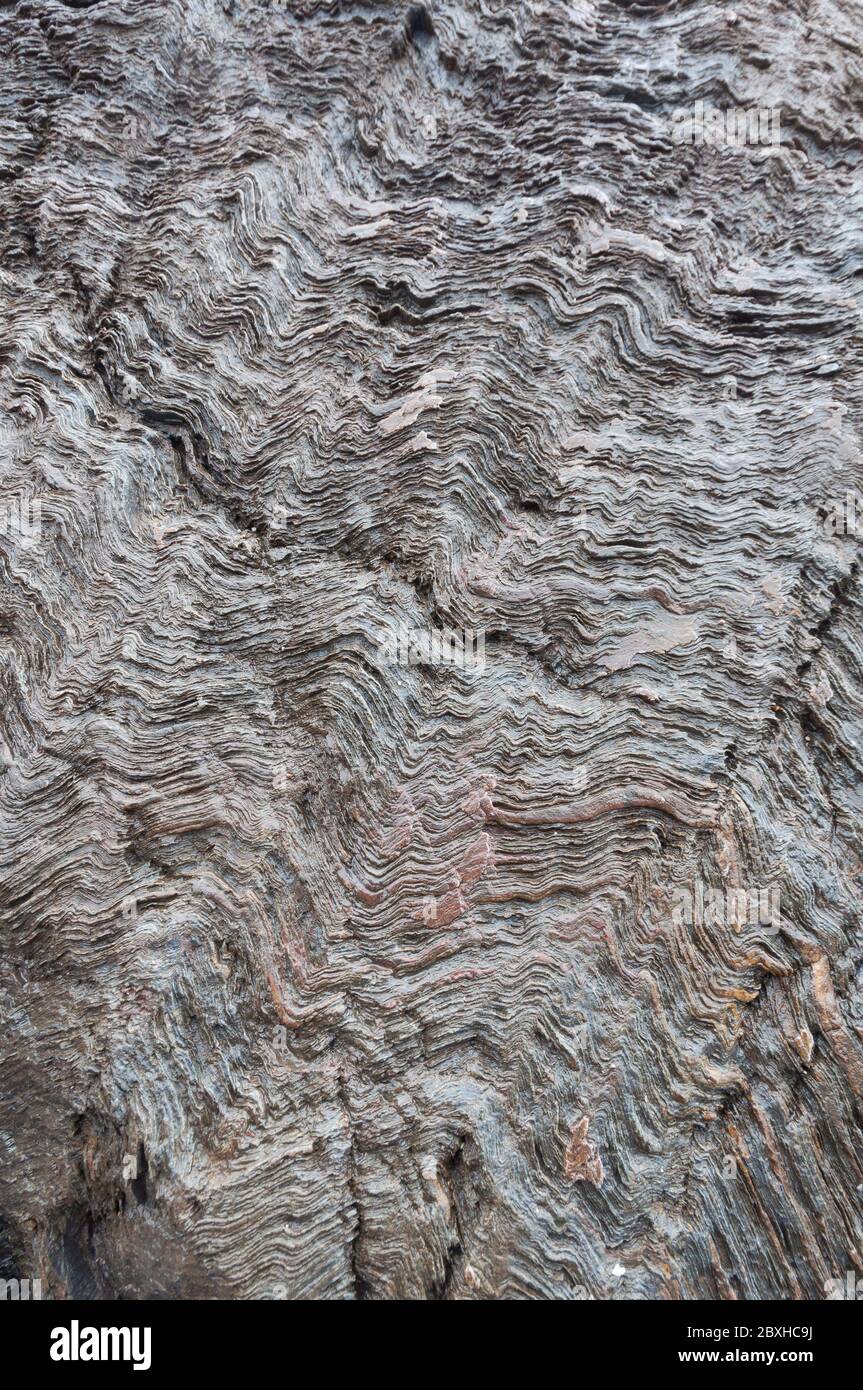 Close up of very tightly folded and rippled fine strata in surface of ...