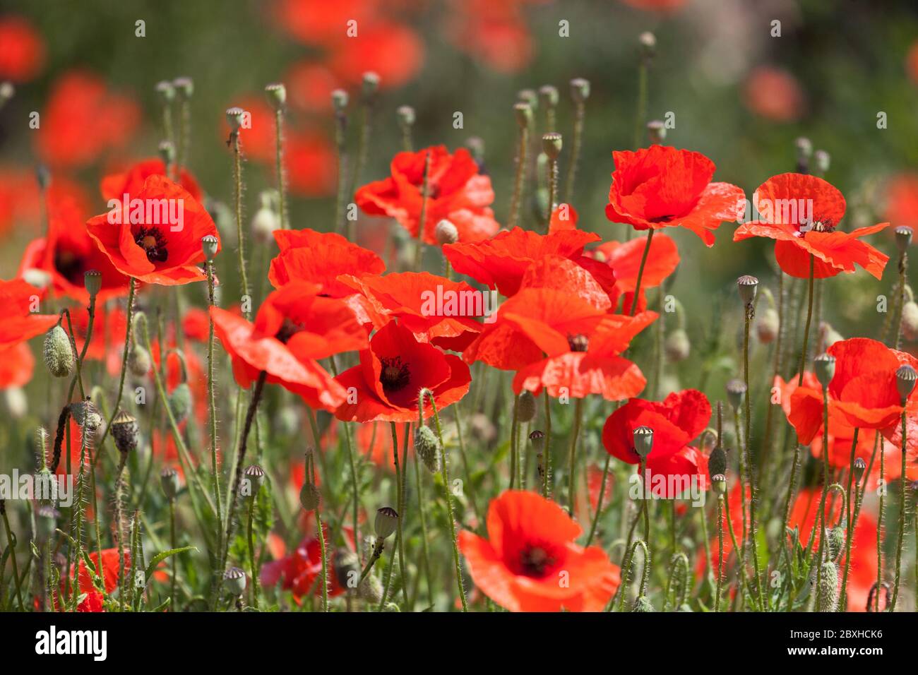 Poppies in corn hi-res stock photography and images - Alamy