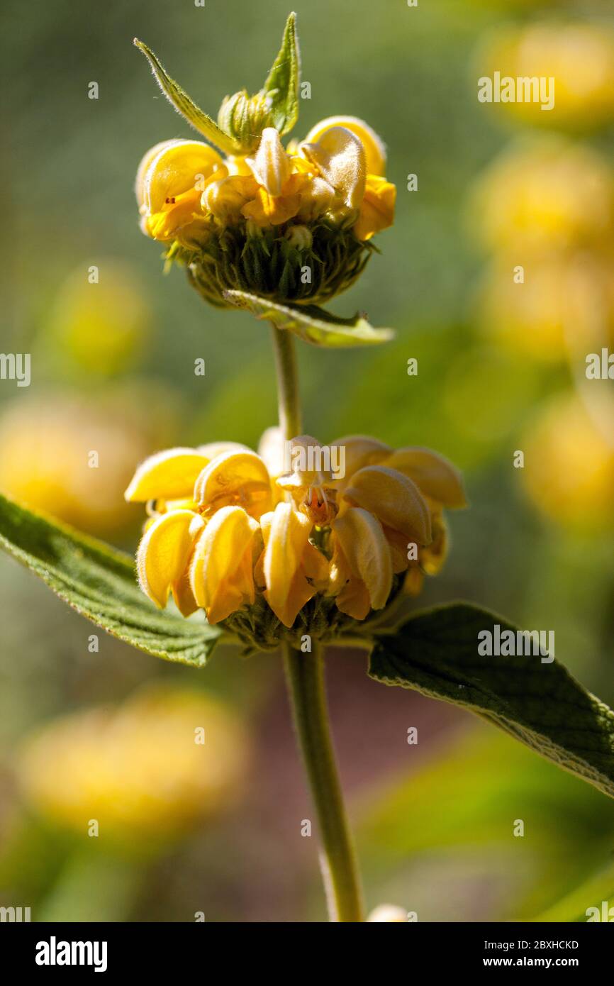 Aurea flower hi-res stock photography and images - Alamy