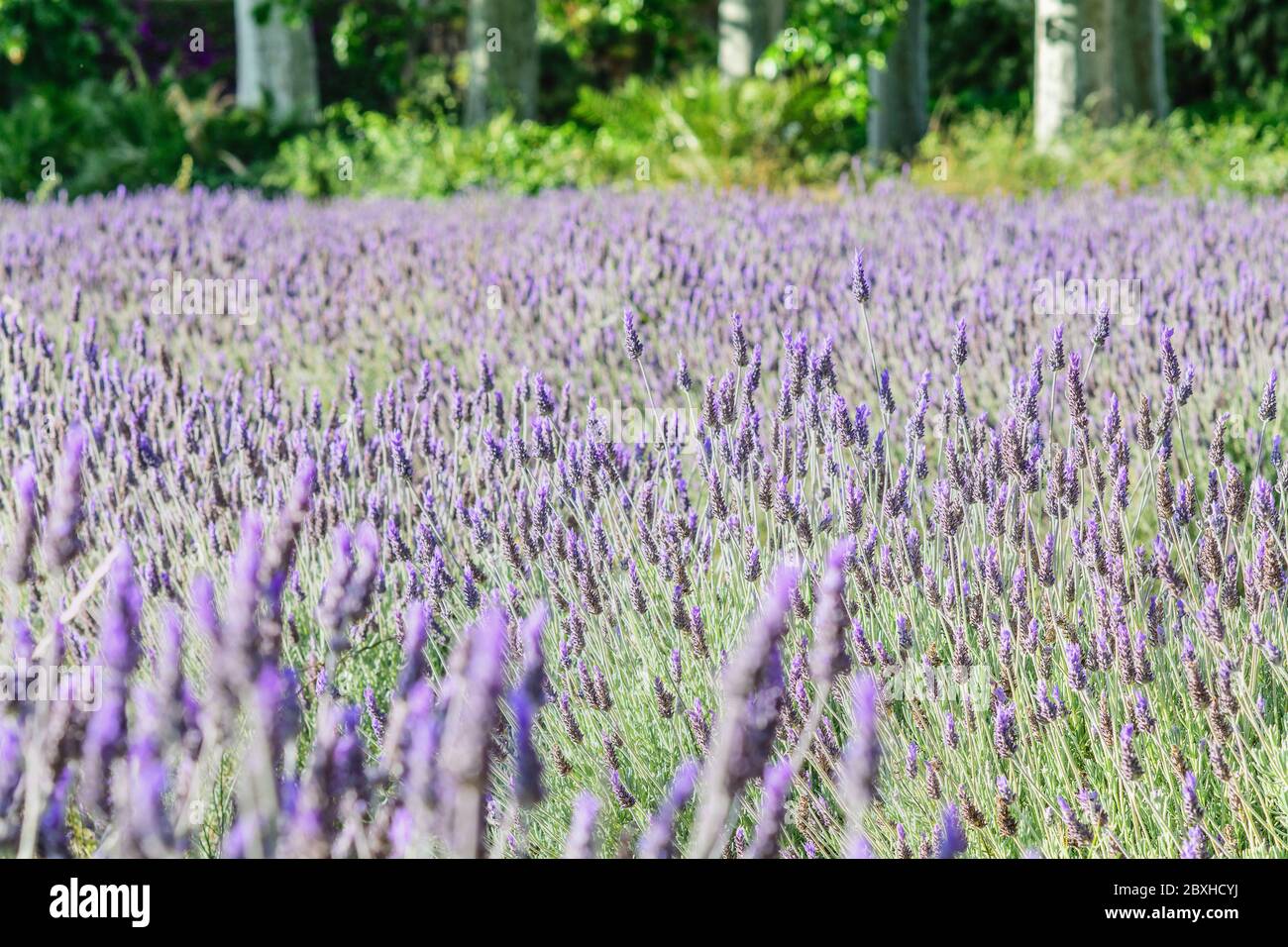 Beautiful lavender field background in natural park in spring Stock ...