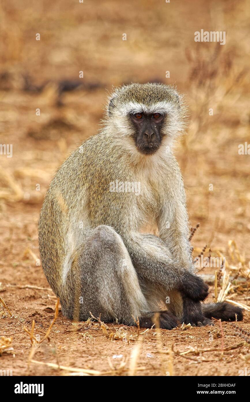 Vervet monkey, portrait; sitting; close-up; Cercopithecus aethiops ...