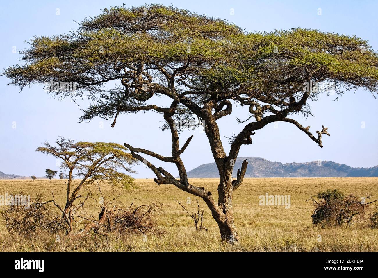 Acacia Tree In Africa
