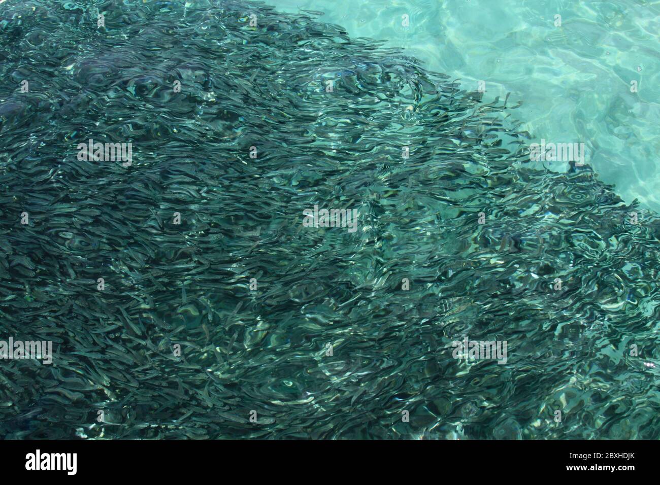 School of fish crowding the water close to the surface in tropical ...