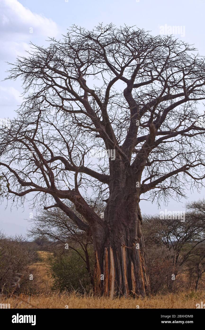 Baobab Tree Iconic Adansonia Digitala Deciduous Tree Of Life