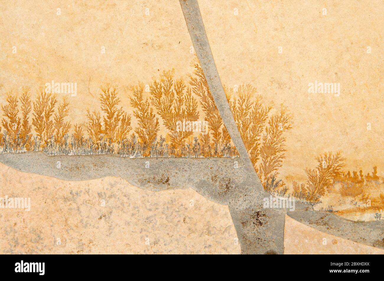 lichens patterns on flagstone forming beautiful abstractions suggestive ...