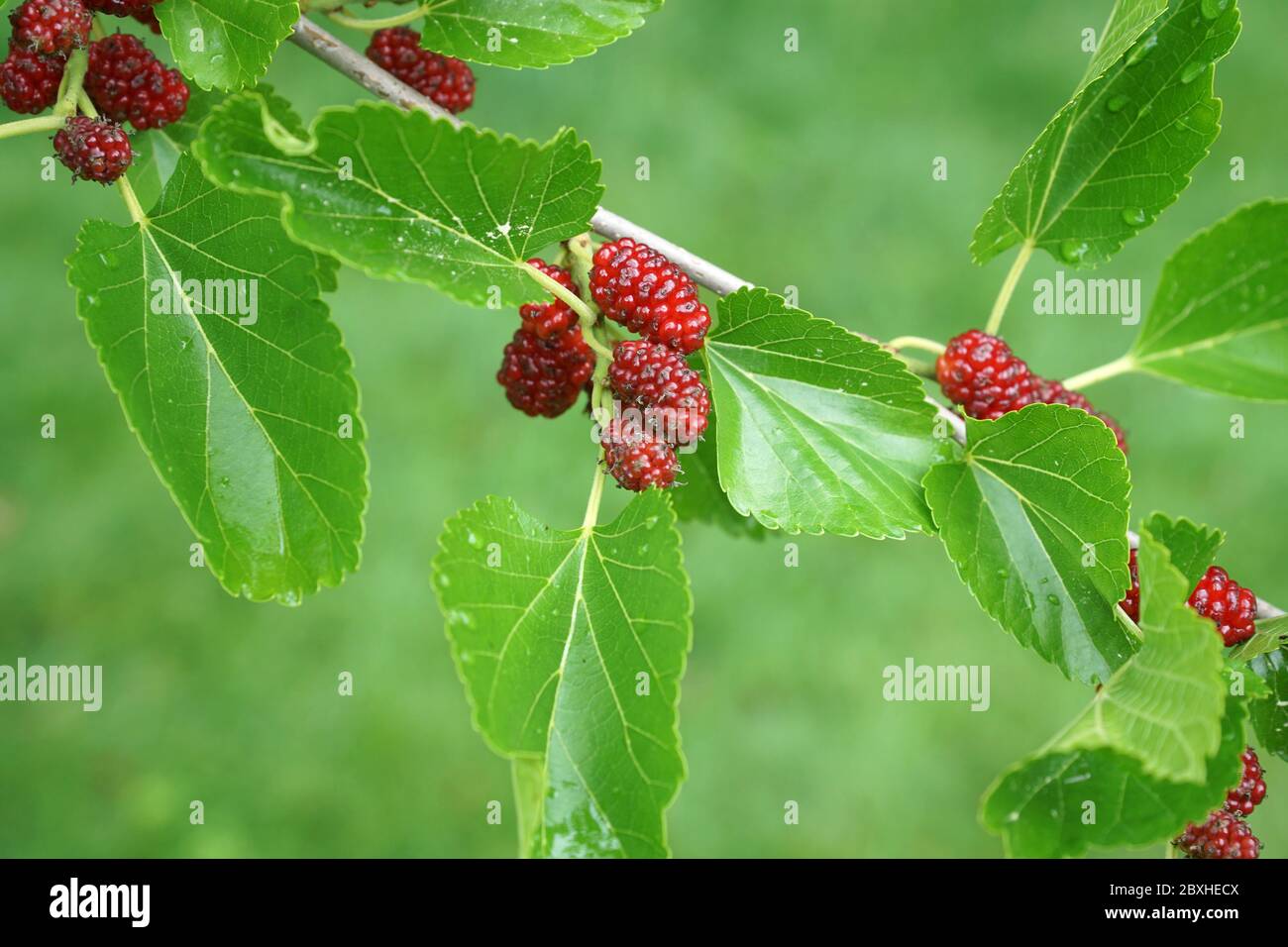 close up on fresh mulberry on the tree branch Stock Photo - Alamy