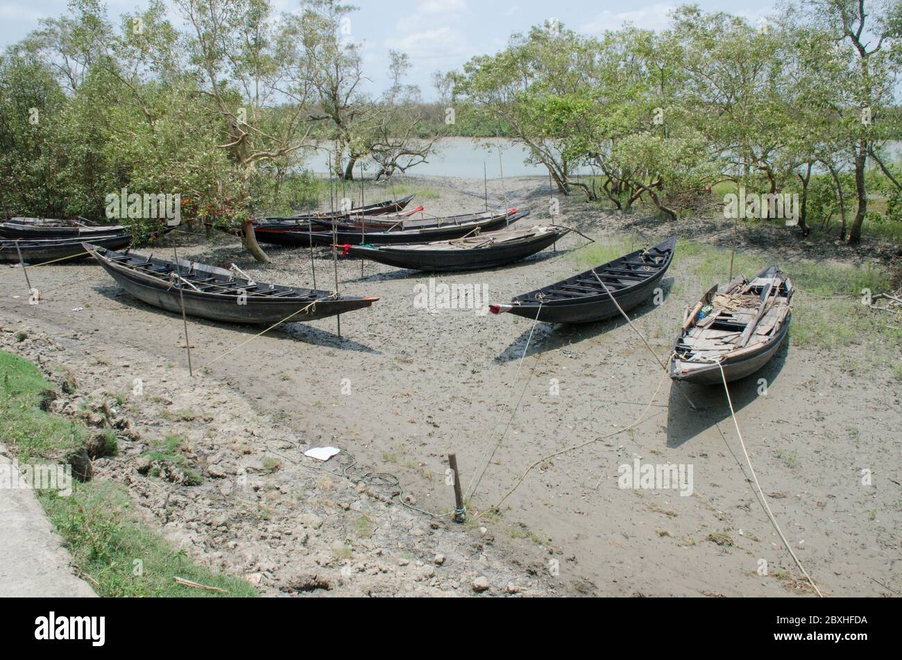 boats and mangrove at gosaba Sundarbans area west bengal india Stock ...