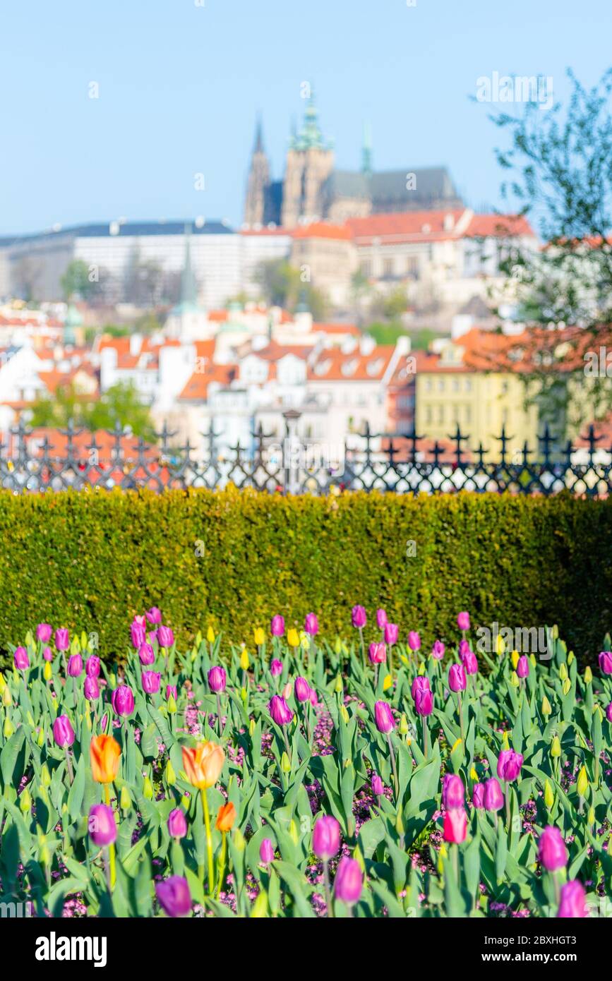 Spring in Prague. Flowerbed of tulips on sunny spring day with Prague ...