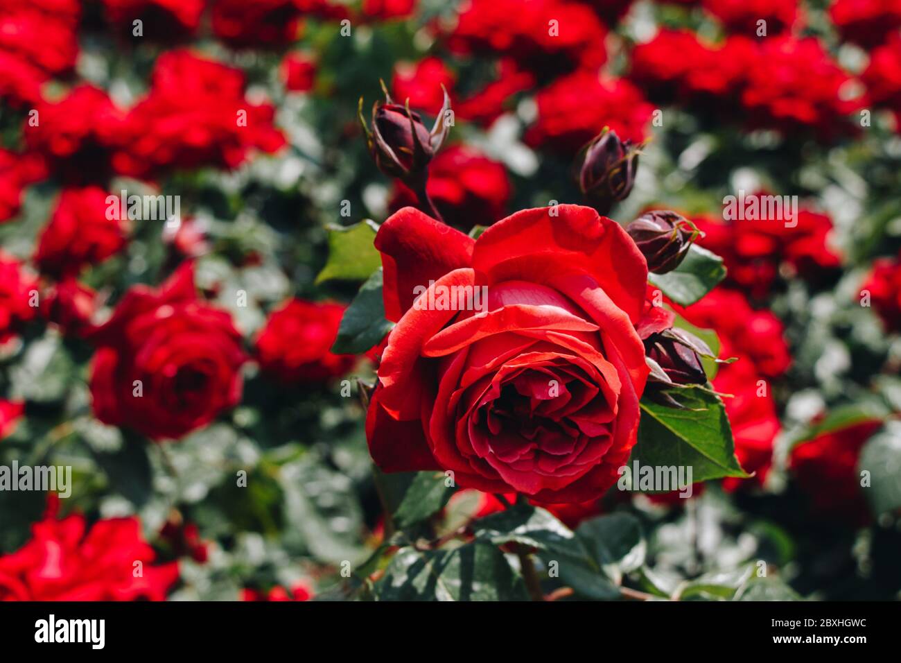 Blooming beautiful colorful roses in the garden background Stock Photo ...