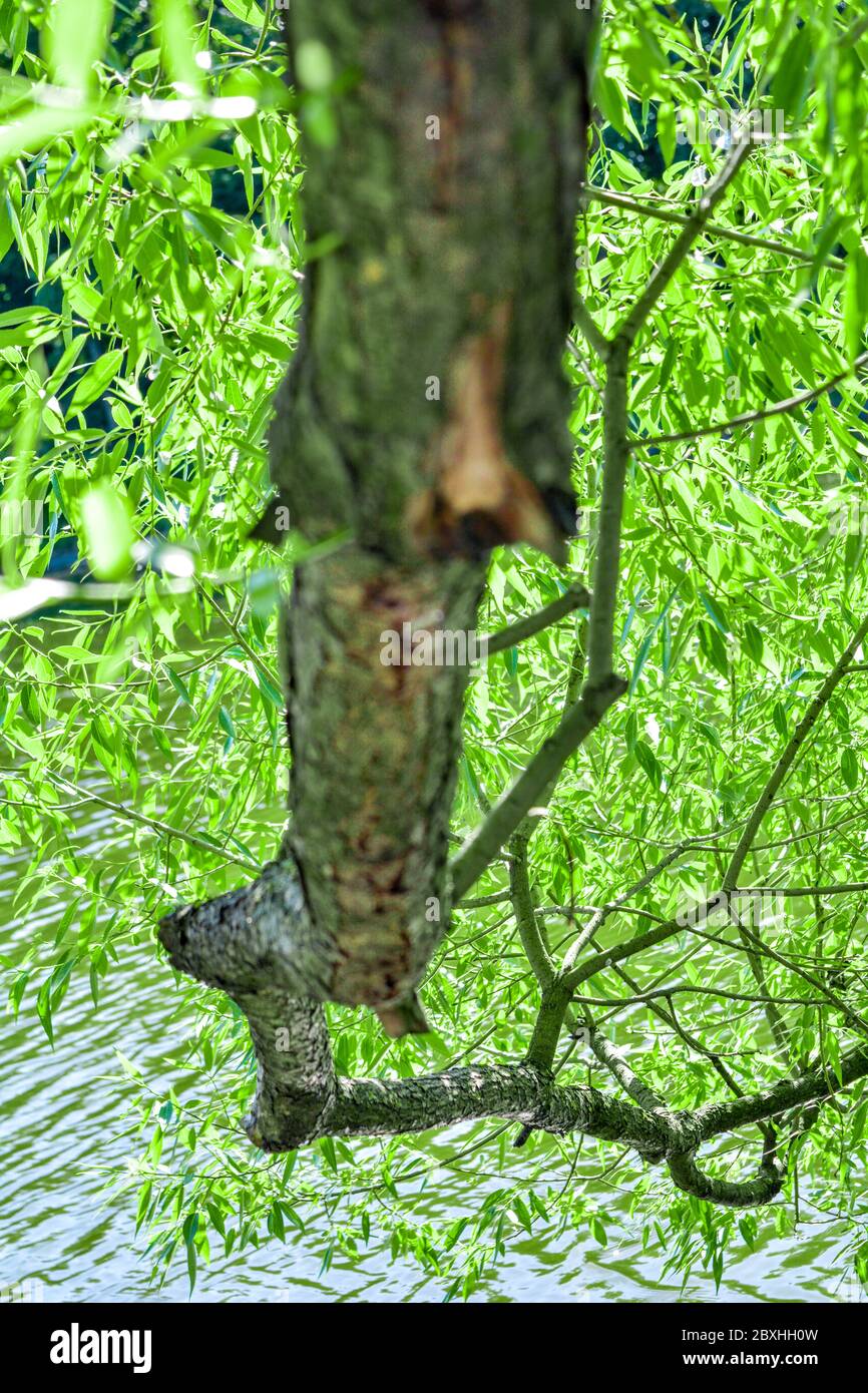 Willow tree big branch over the pond blue water with depth of field ...