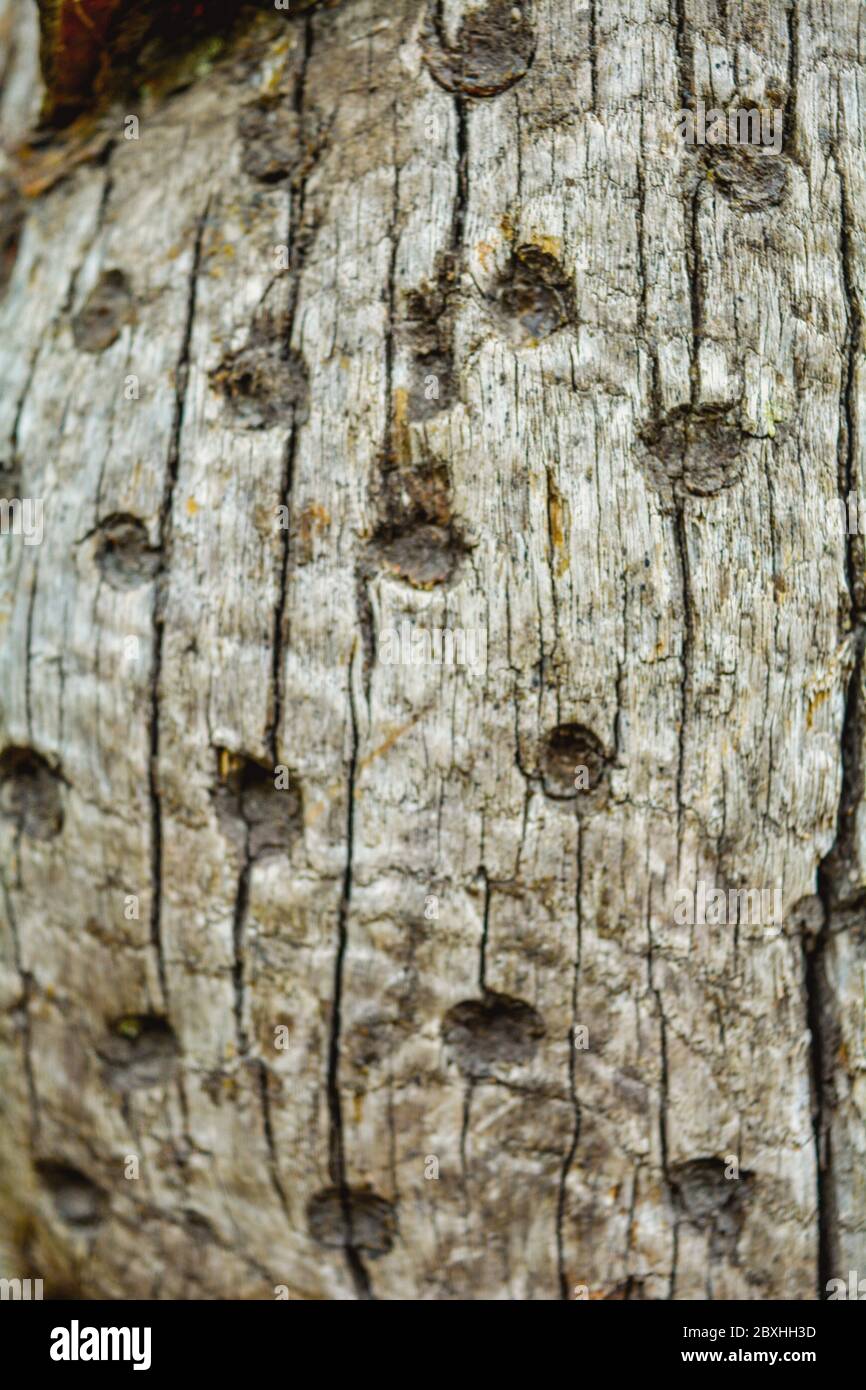 Dented worn wooden texture with cracks. Rougness wood Stock Photo - Alamy