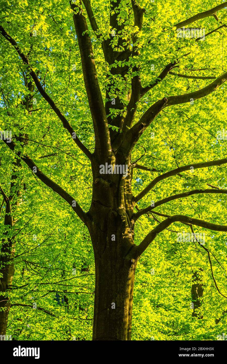Lush spring forest greenery. Bottom view of decidious tree illuminate ...