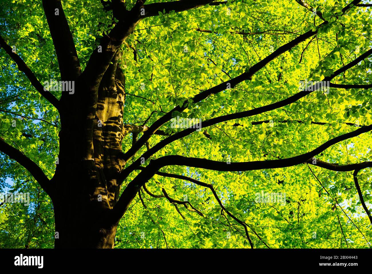 Tree trunk decidious tree hi-res stock photography and images - Alamy