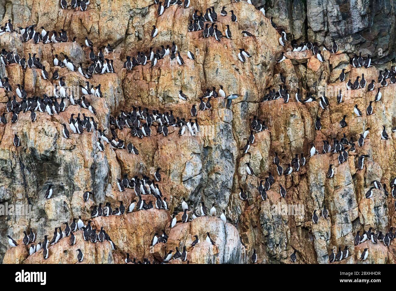 Cliff nesting birds hi-res stock photography and images - Alamy