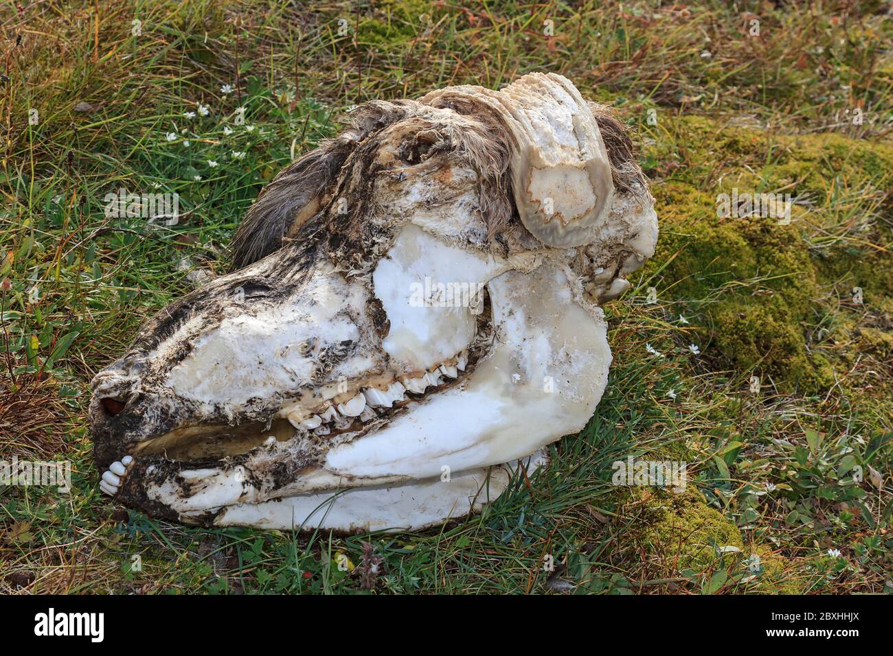 Musk ox skull lies in tundra grass on the coast of northern Greenland ...