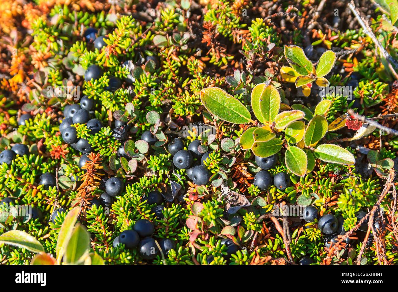 Tundra greenland summer hi-res stock photography and images - Alamy