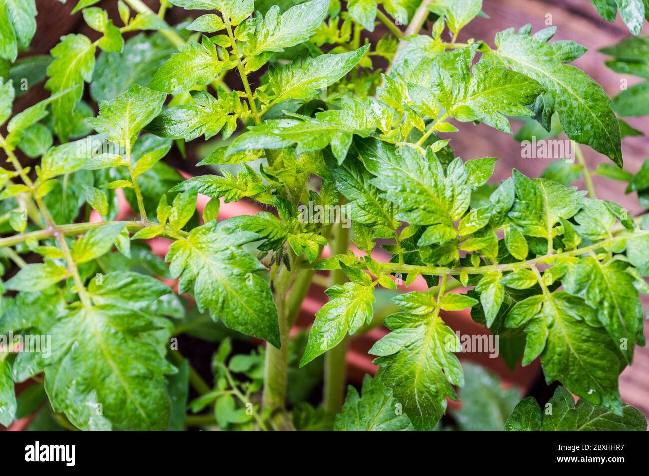 Tomato plant leaves hi-res stock photography and images - Alamy