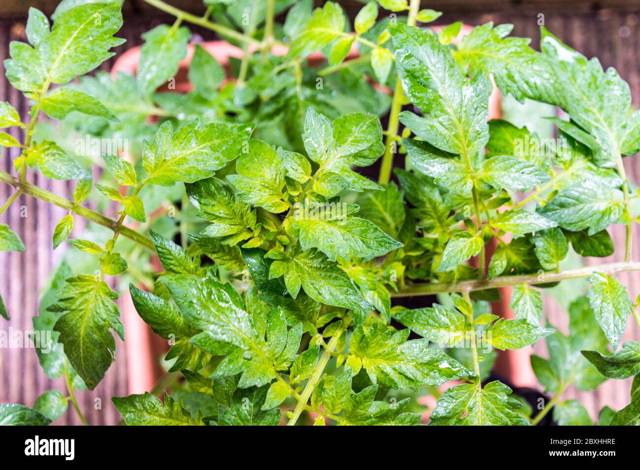 Tomato plant leaves top down view Stock Photo - Alamy