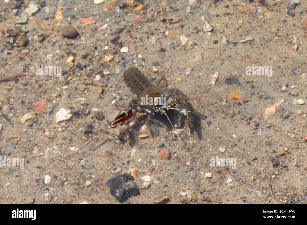 Crayfish head out of water hi-res stock photography and images - Alamy