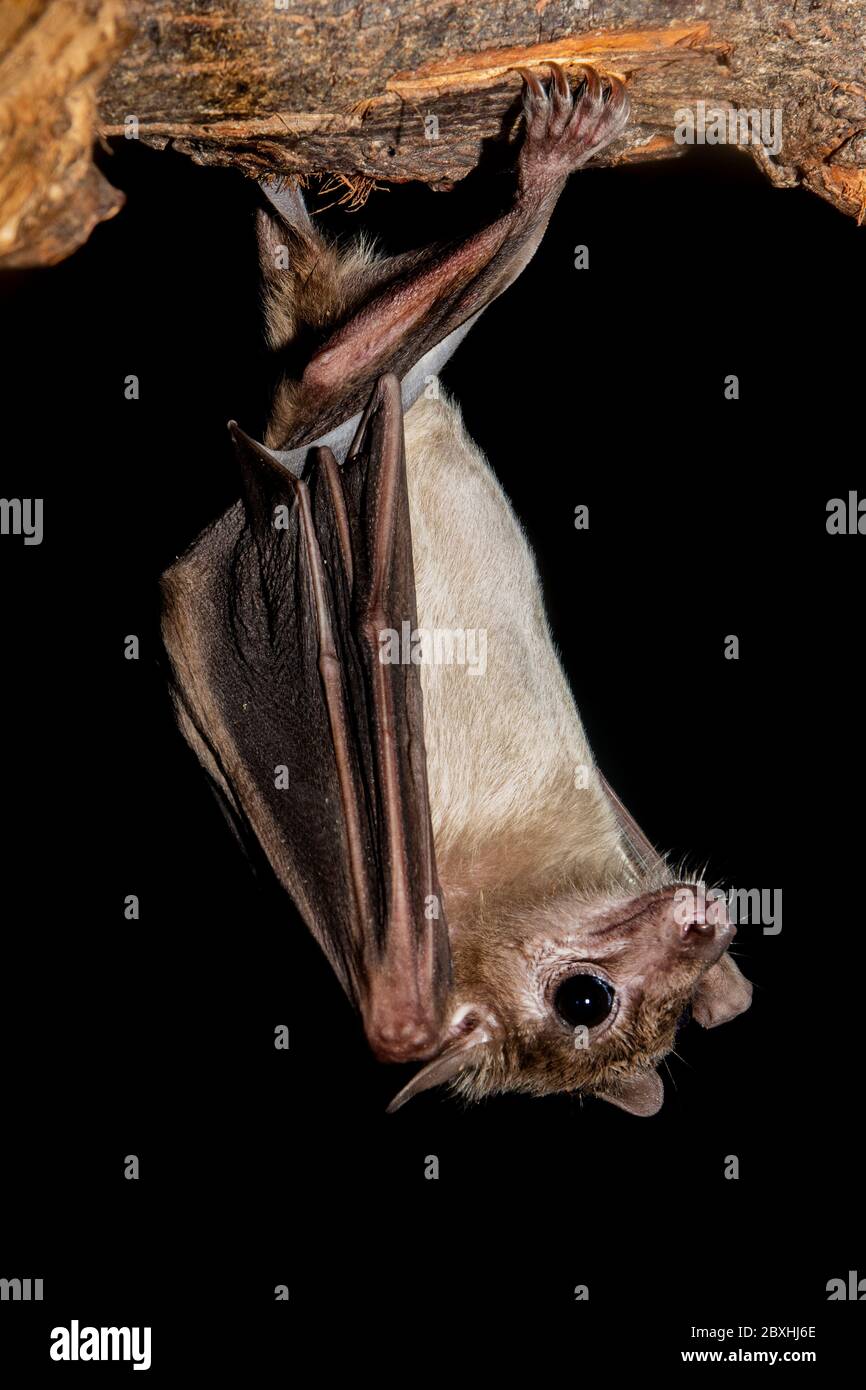 Fruit bats eating and flying Stock Photo - Alamy