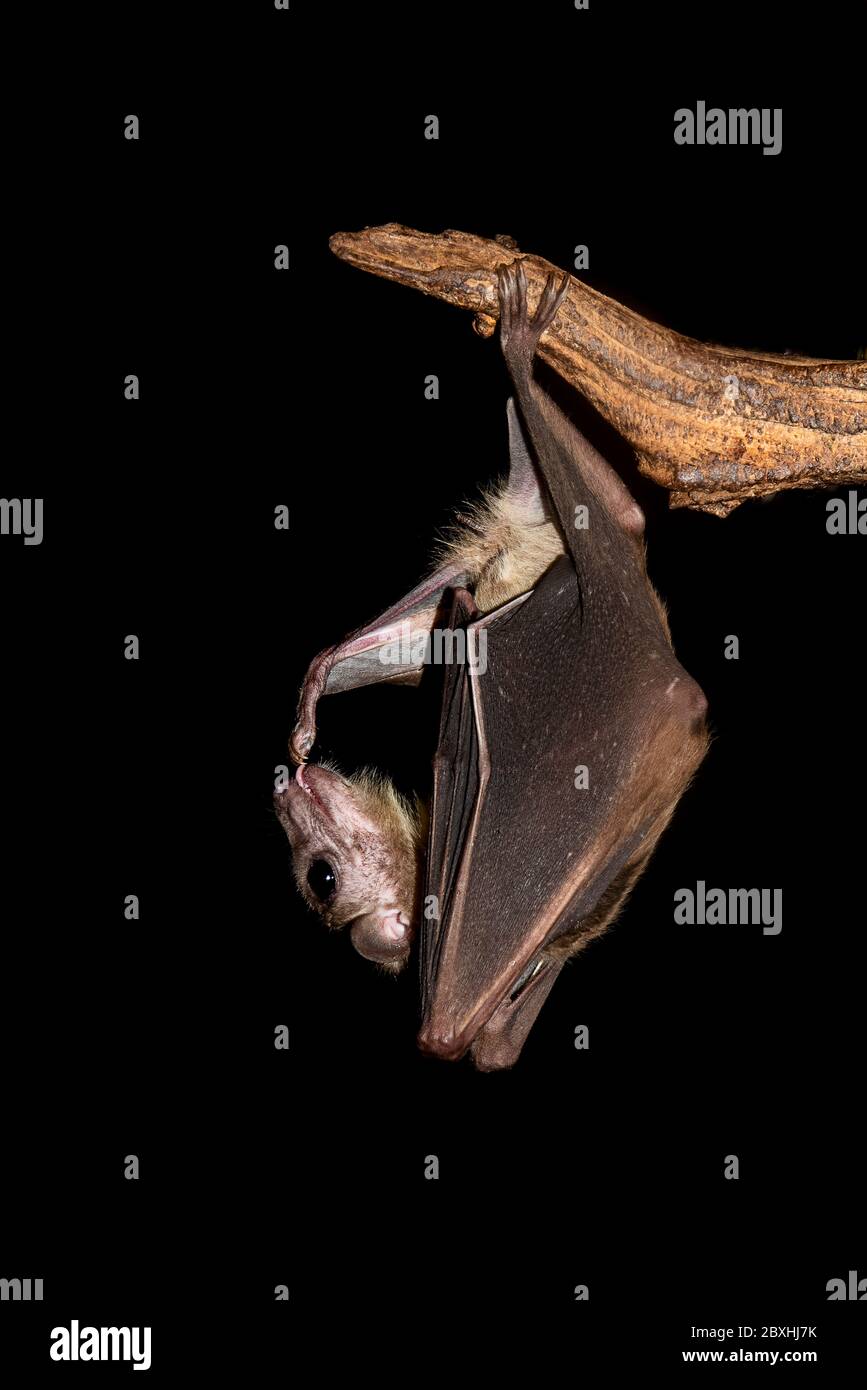 Fruit bats eating and flying Stock Photo - Alamy
