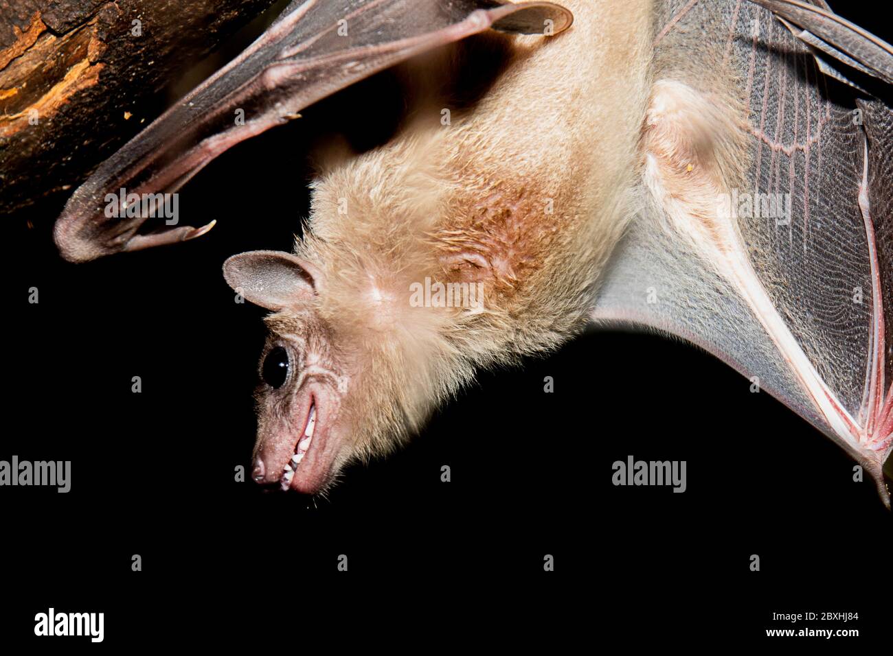 Fruitbat High Resolution Stock Photography and Images - Alamy