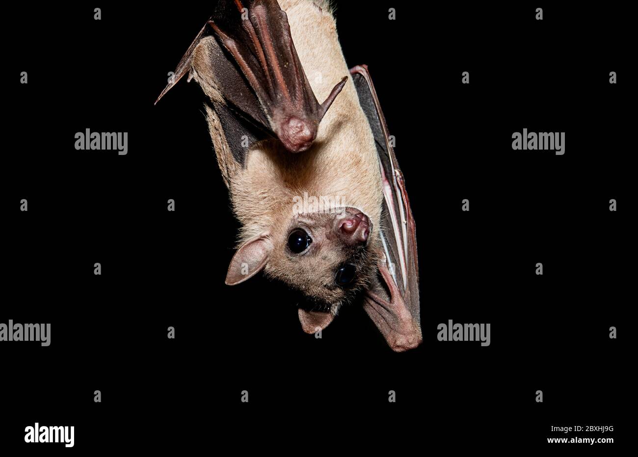 Bats High Resolution Stock Photography and Images - Alamy