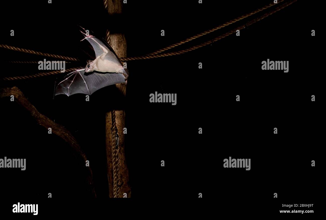 Fruitbat hi-res stock photography and images - Alamy