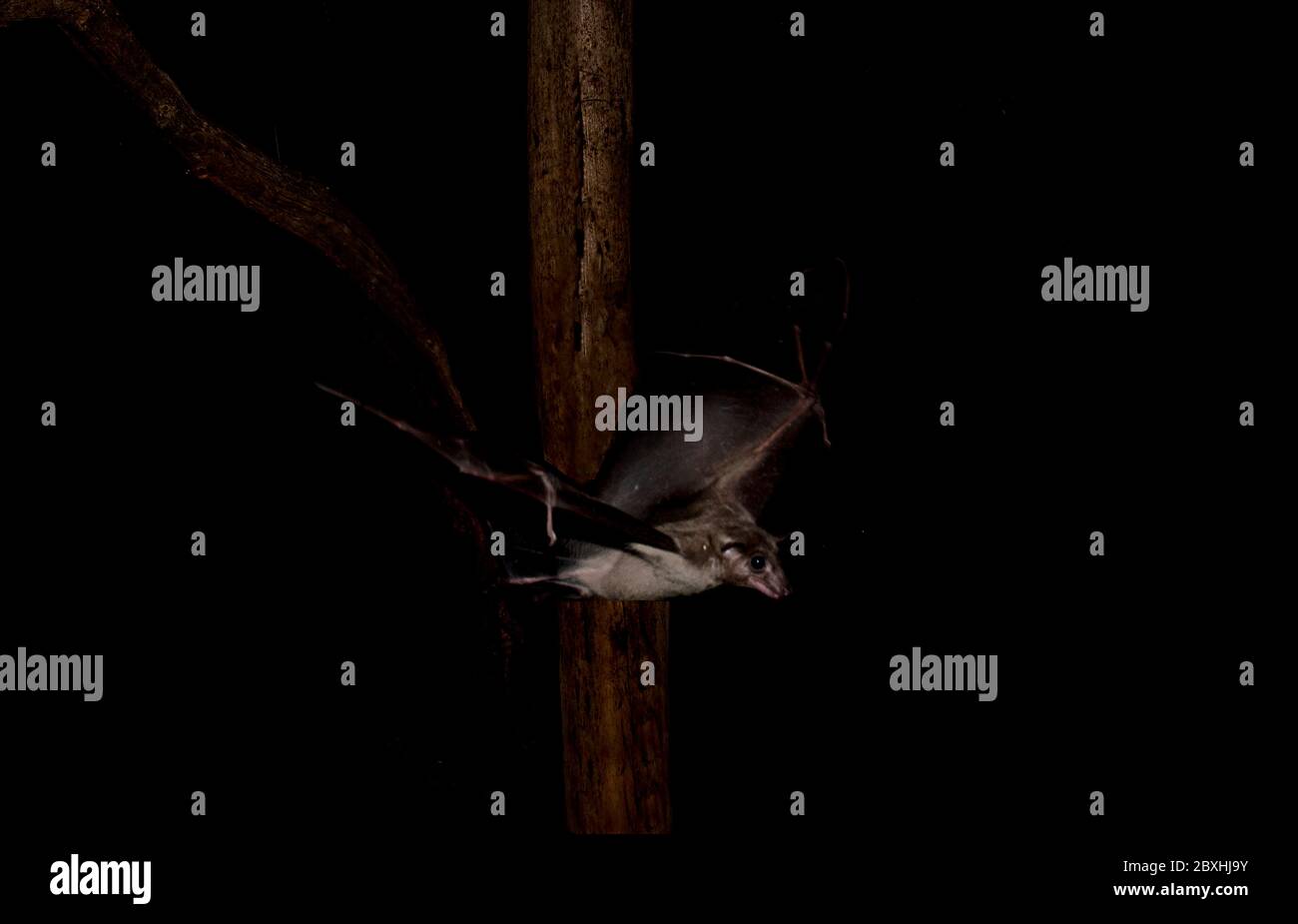 Fruitbat High Resolution Stock Photography and Images - Alamy