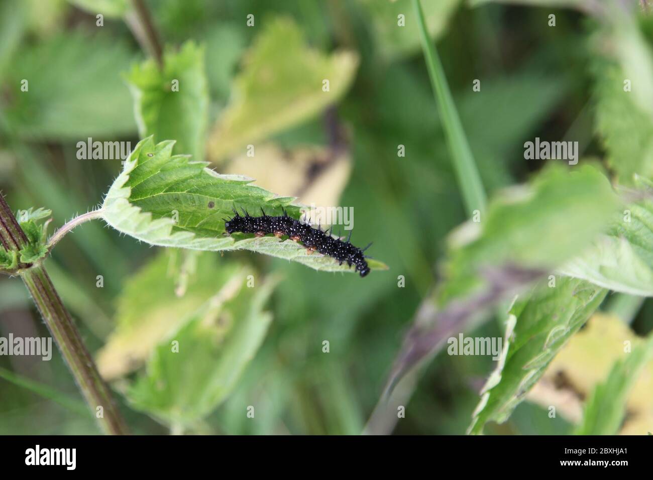 Peacock butterfly caterpillar (Inachis io) larval foodplant is Common ...