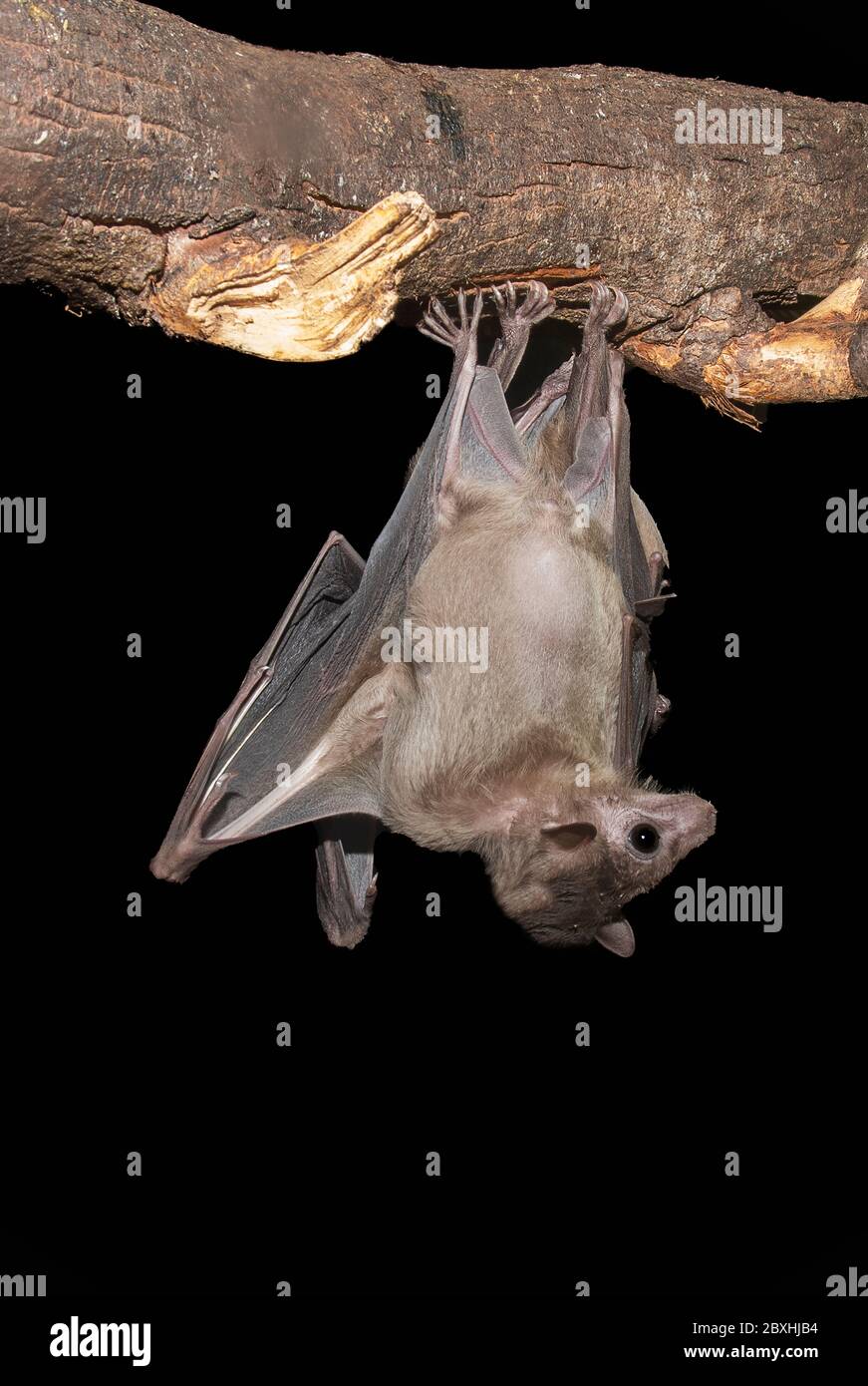 Fruit Bats in flight and Eating Stock Photo - Alamy