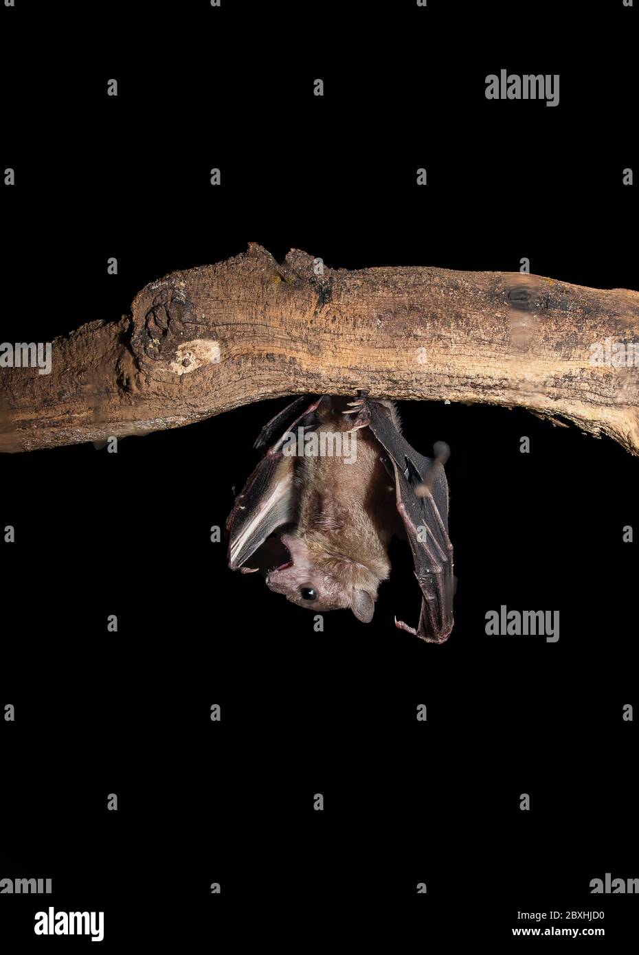 Fruitbat High Resolution Stock Photography and Images - Alamy