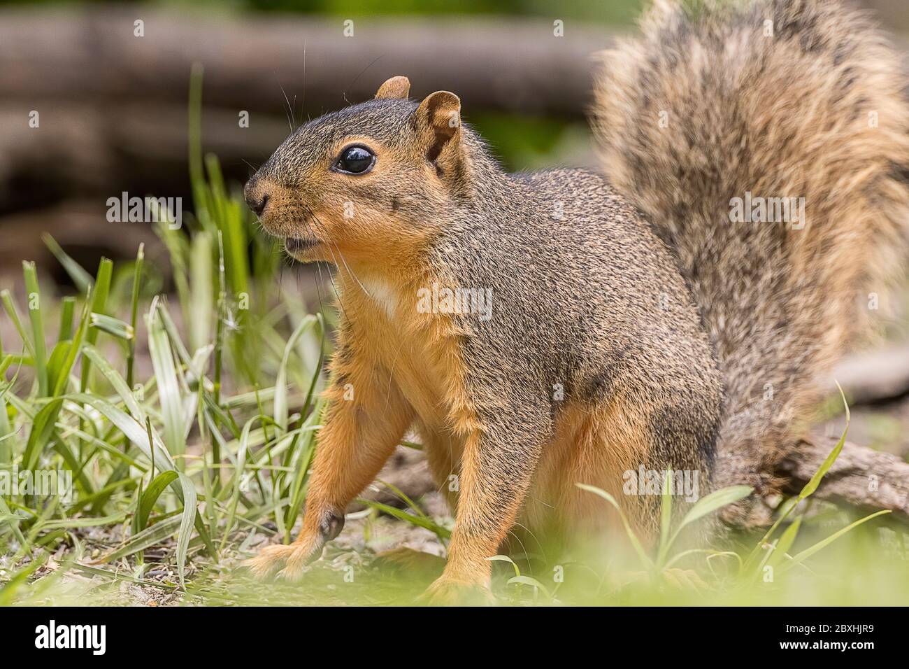 Woodland creature alert hi-res stock photography and images - Alamy