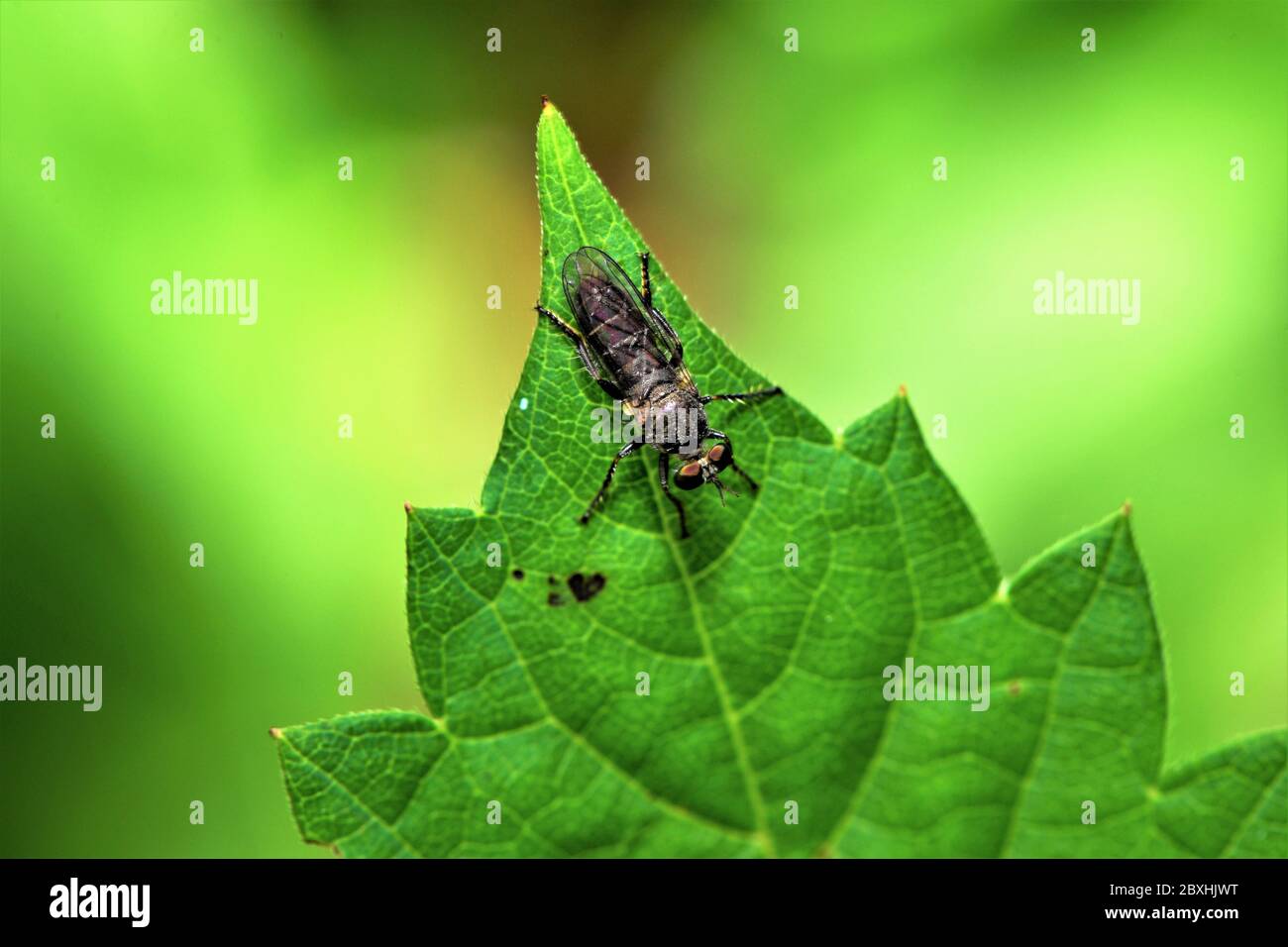 Photograph of leaf hi-res stock photography and images - Alamy