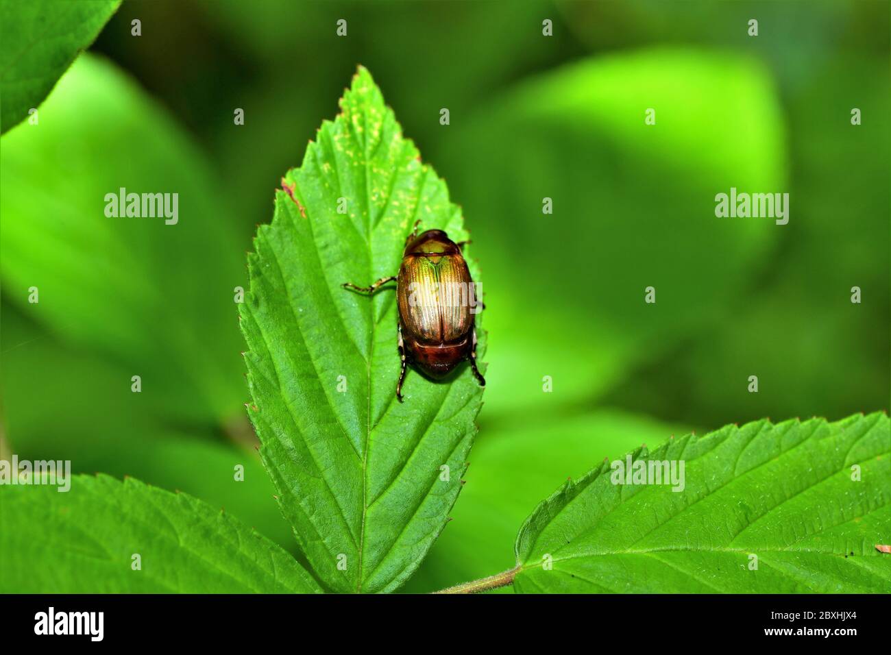 The June bug beetle Stock Photo - Alamy