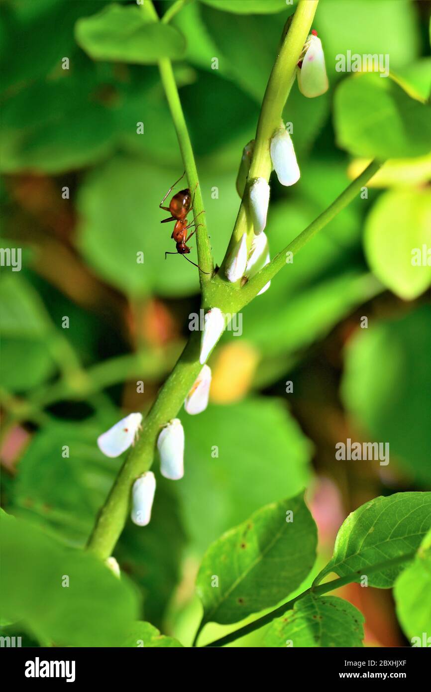 White moths and a brown ant Stock Photo - Alamy