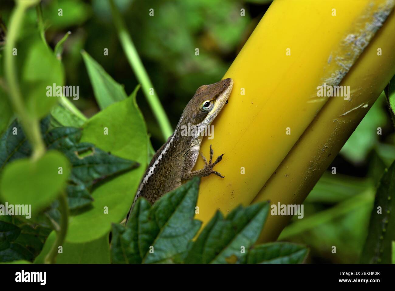 Female green anole Stock Photo - Alamy