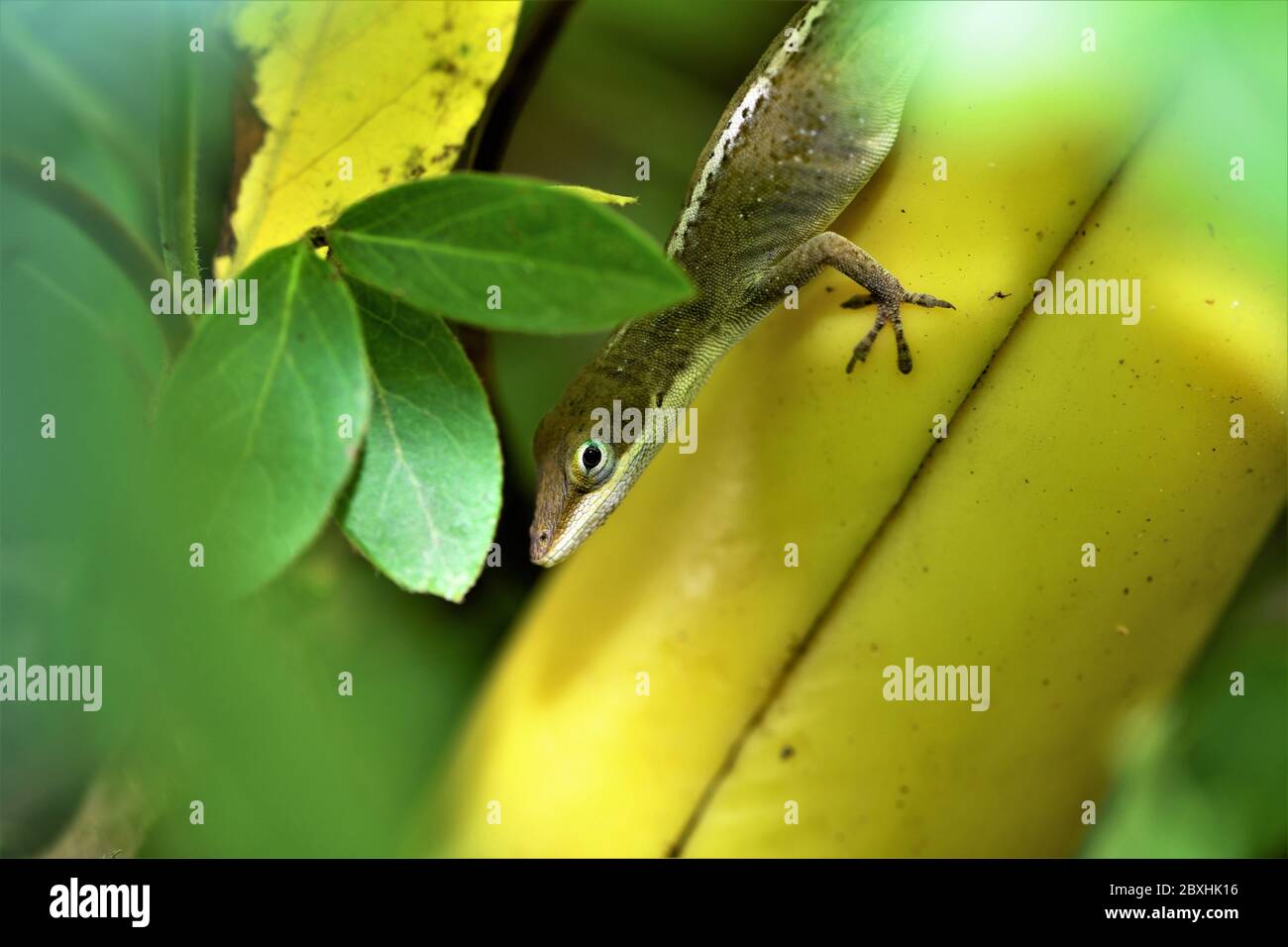 Female green anole Stock Photo - Alamy