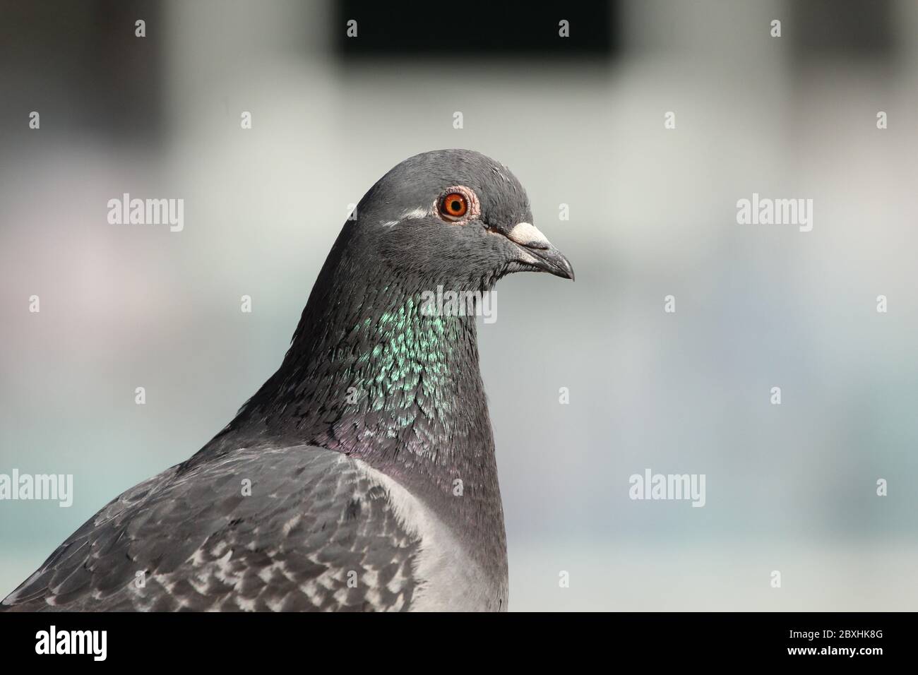 Columbia livia domestica hi-res stock photography and images - Alamy