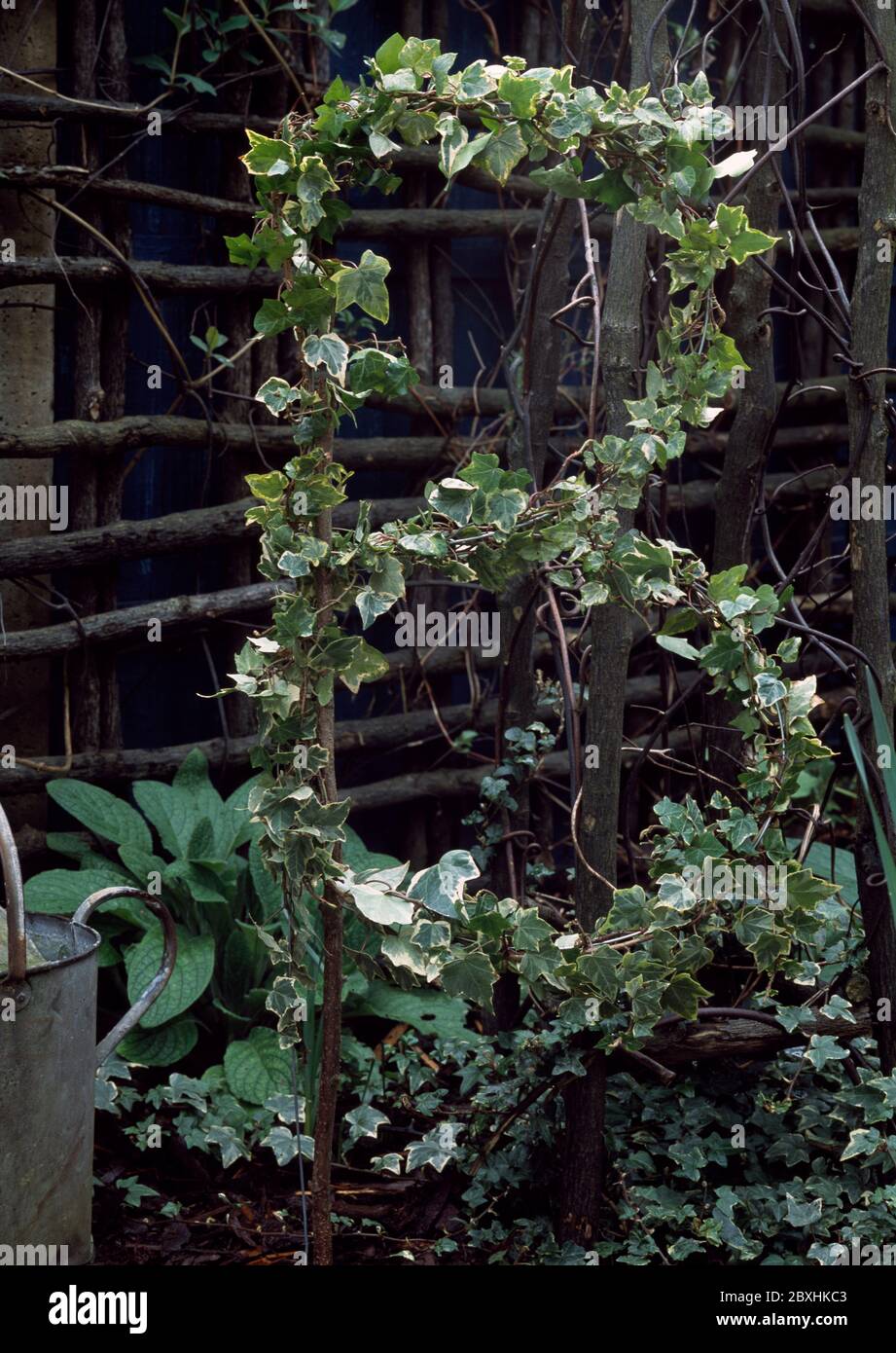 Trained ivy hi-res stock photography and images - Alamy