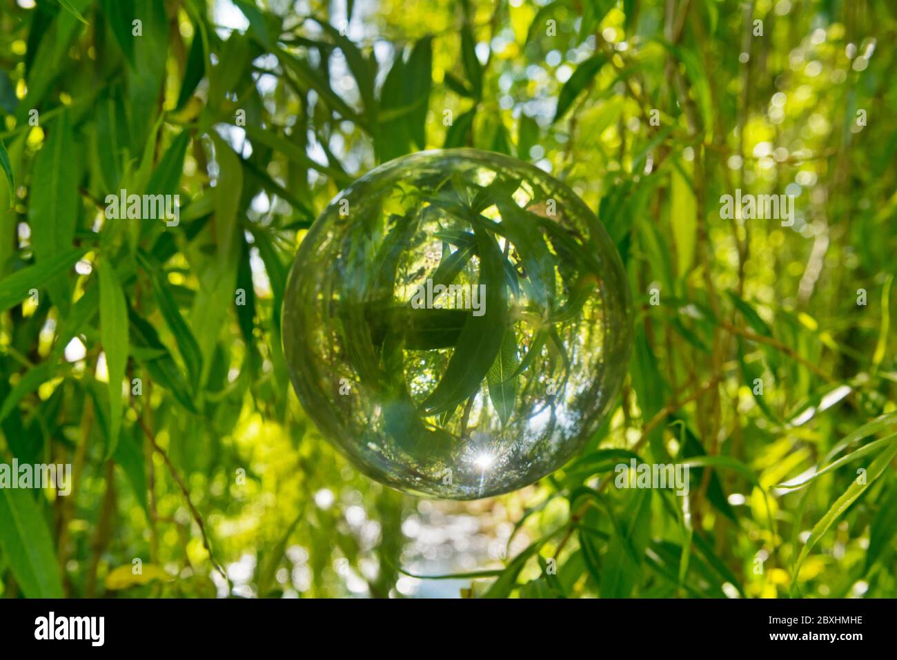 Weeping willow tree seen through a crystal ball Stock Photo - Alamy