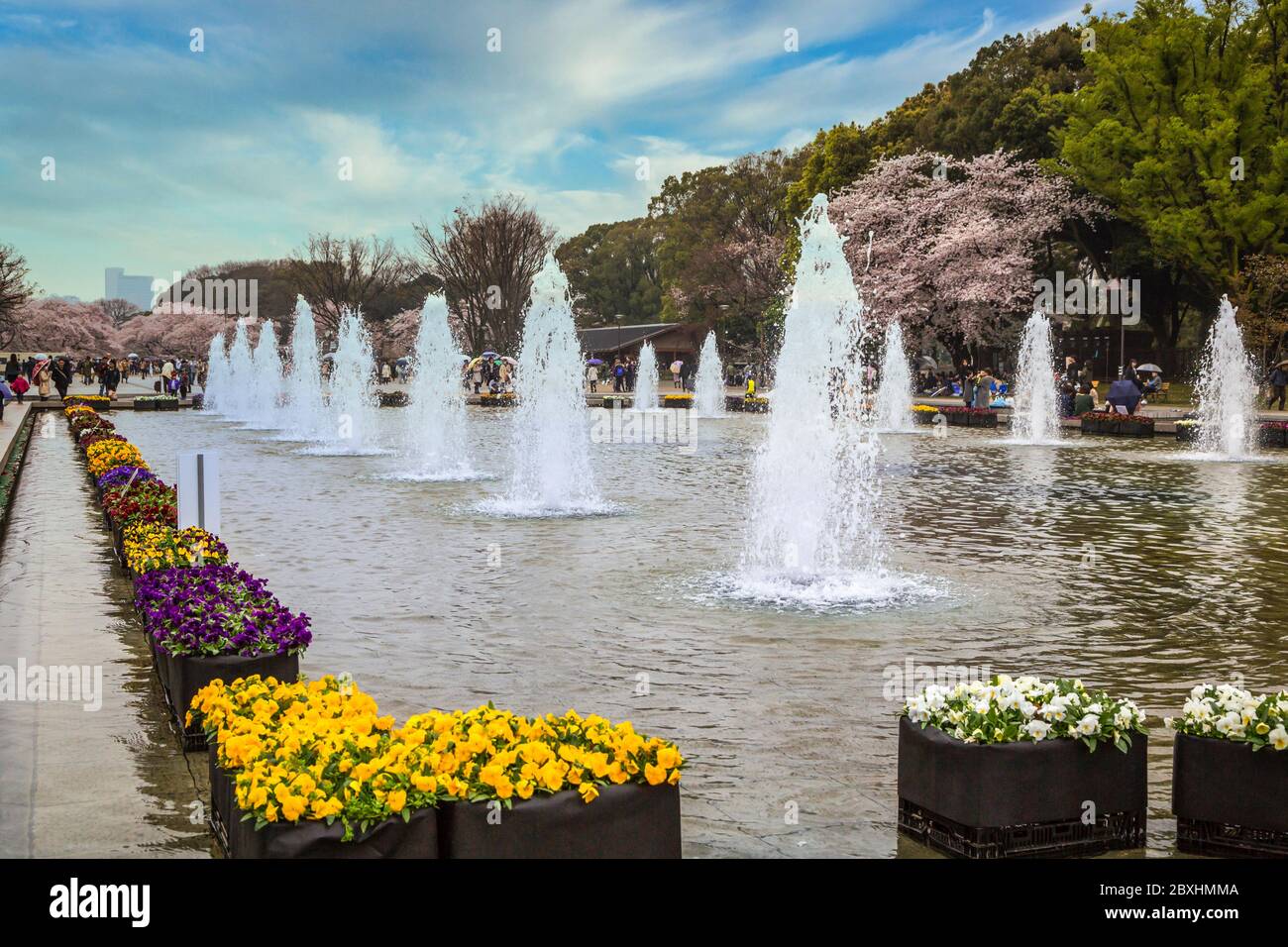 Cherry blossom trees and water fountains in Ueno Onshi Park, Taito ...