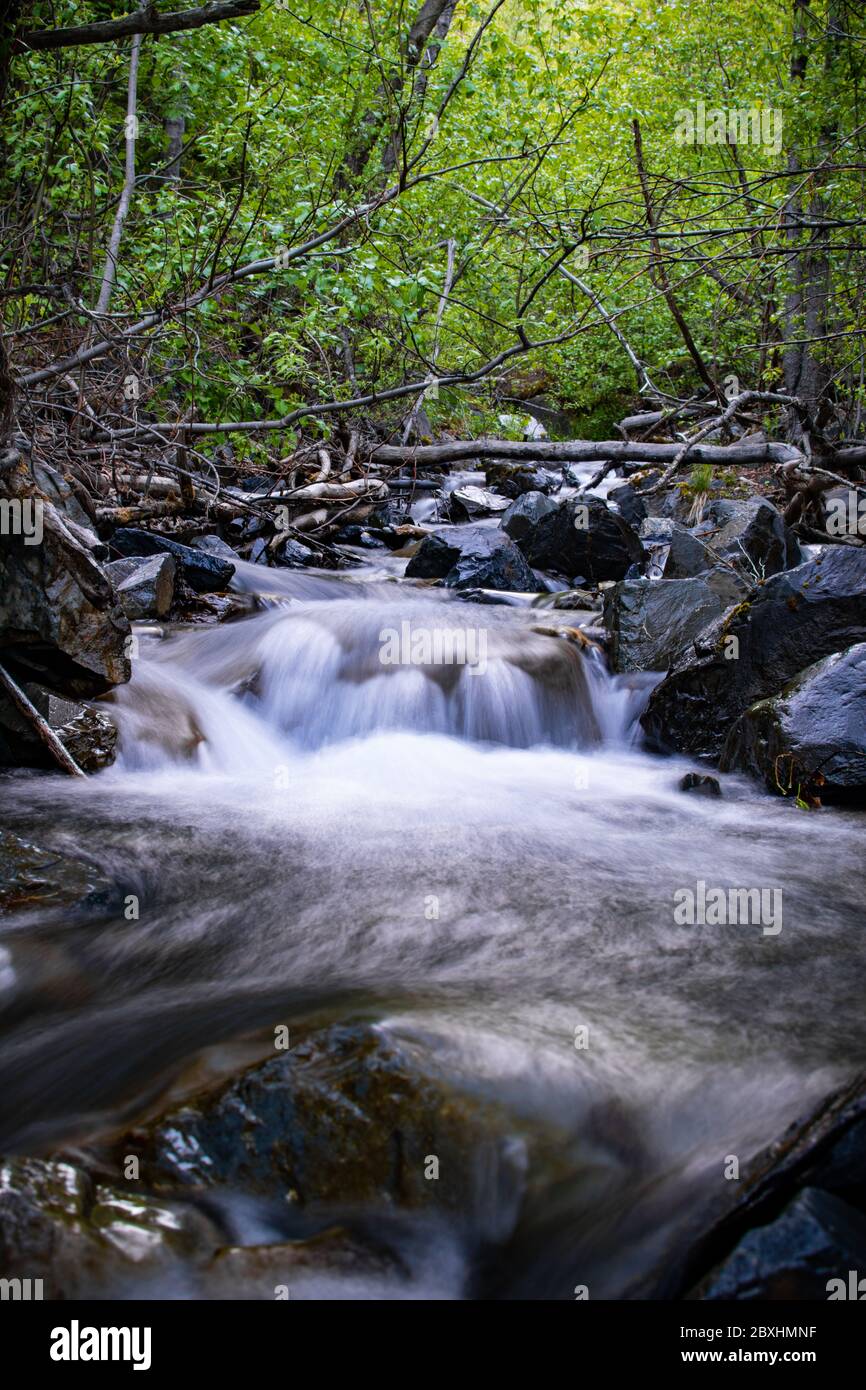 Fresh mountain stream in a thick forest Stock Photo - Alamy