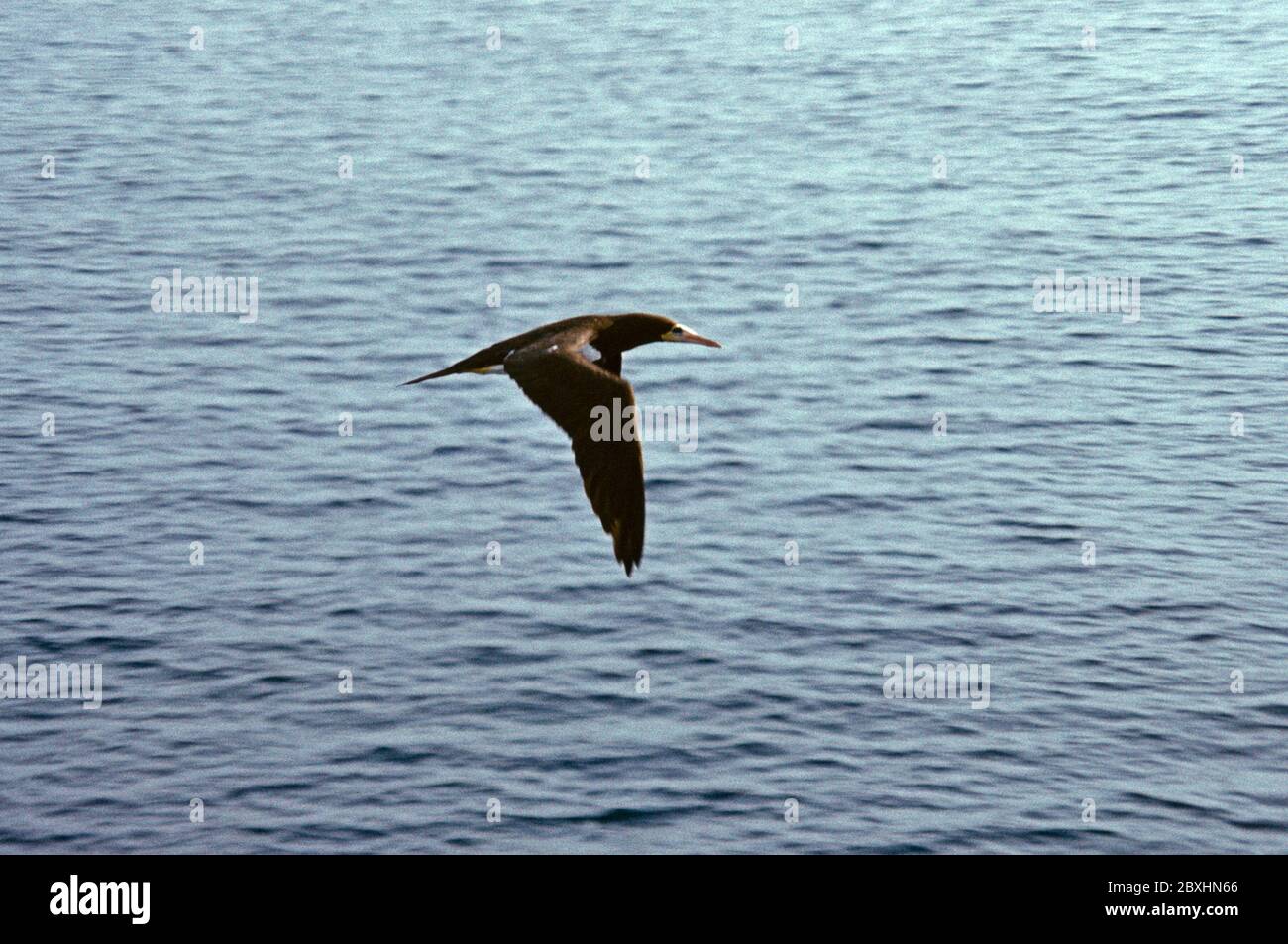 booby bird (Sulidae) in flight, May 1982, Pacific Ocean Stock Photo - Alamy