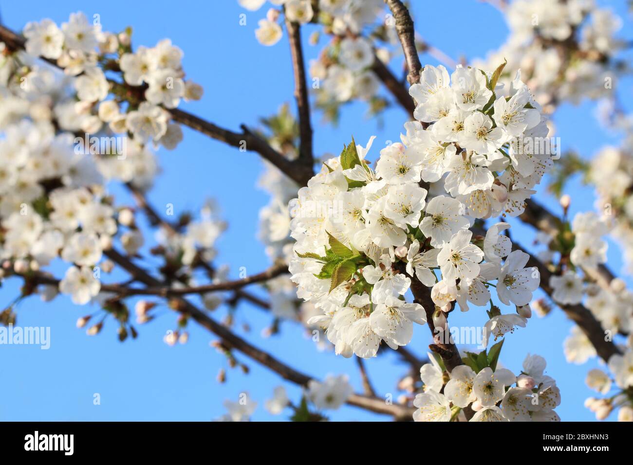 Flowering plum tree in the garden. Spring time Stock Photo - Alamy