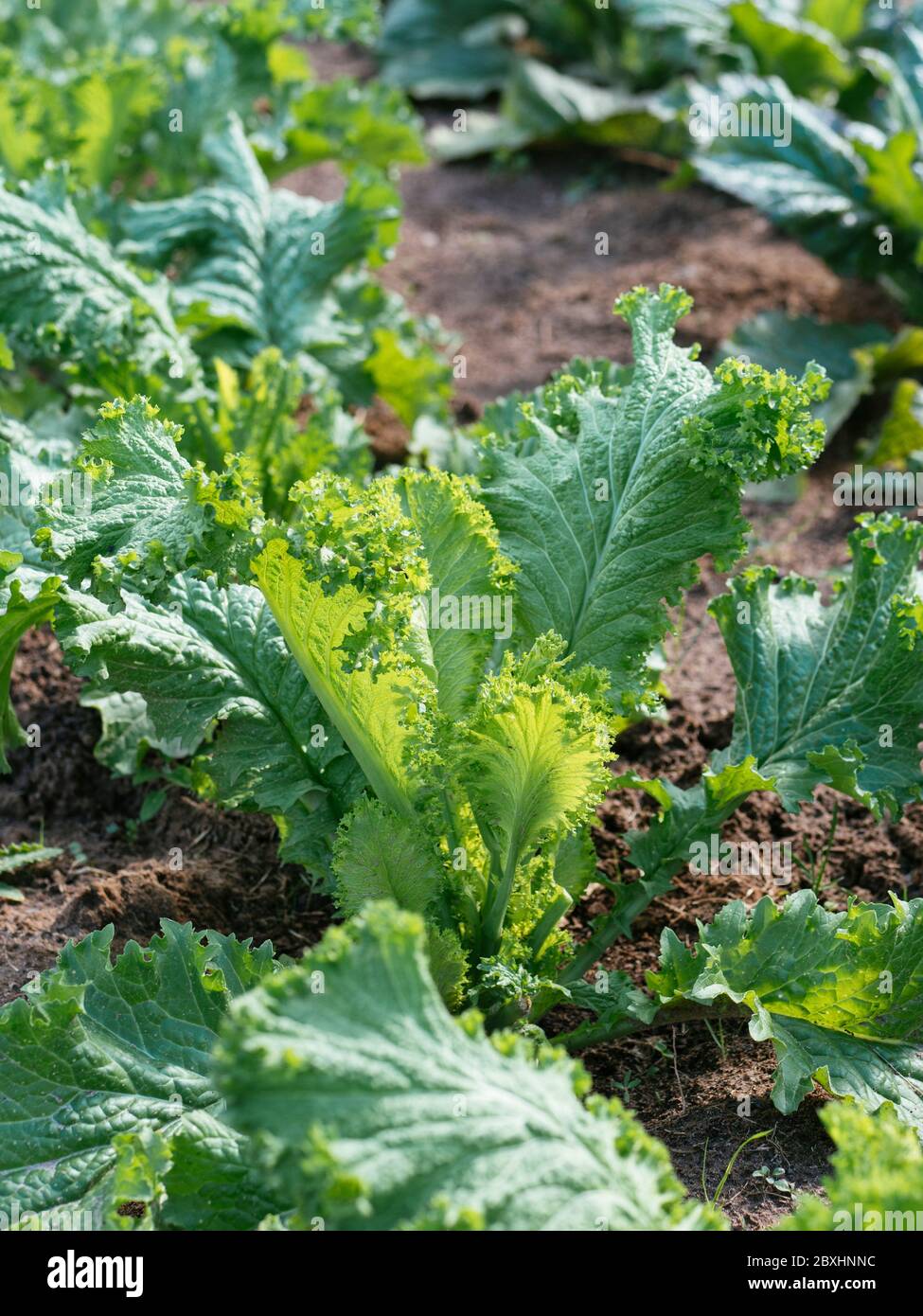 Amsoi greens hi-res stock photography and images - Alamy