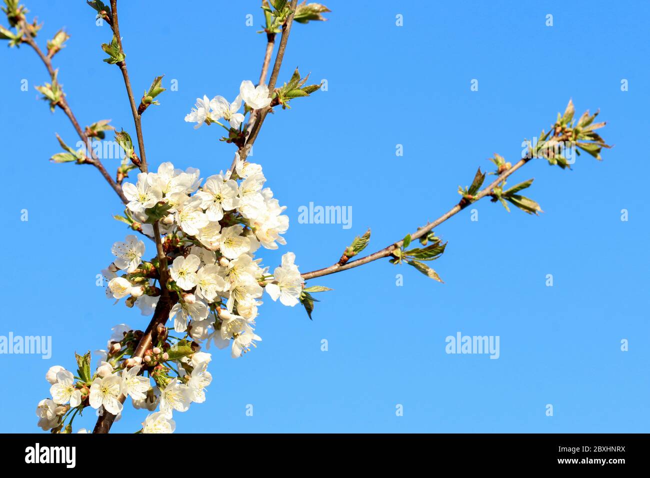 Flowering plum tree in the garden. Spring time Stock Photo - Alamy