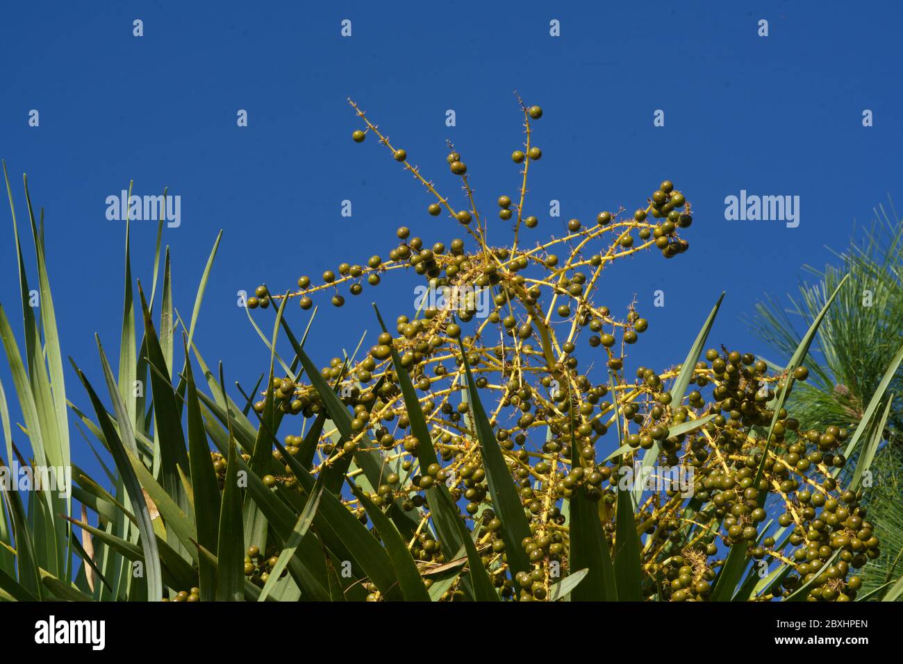 Red palm oil hi-res stock photography and images - Alamy