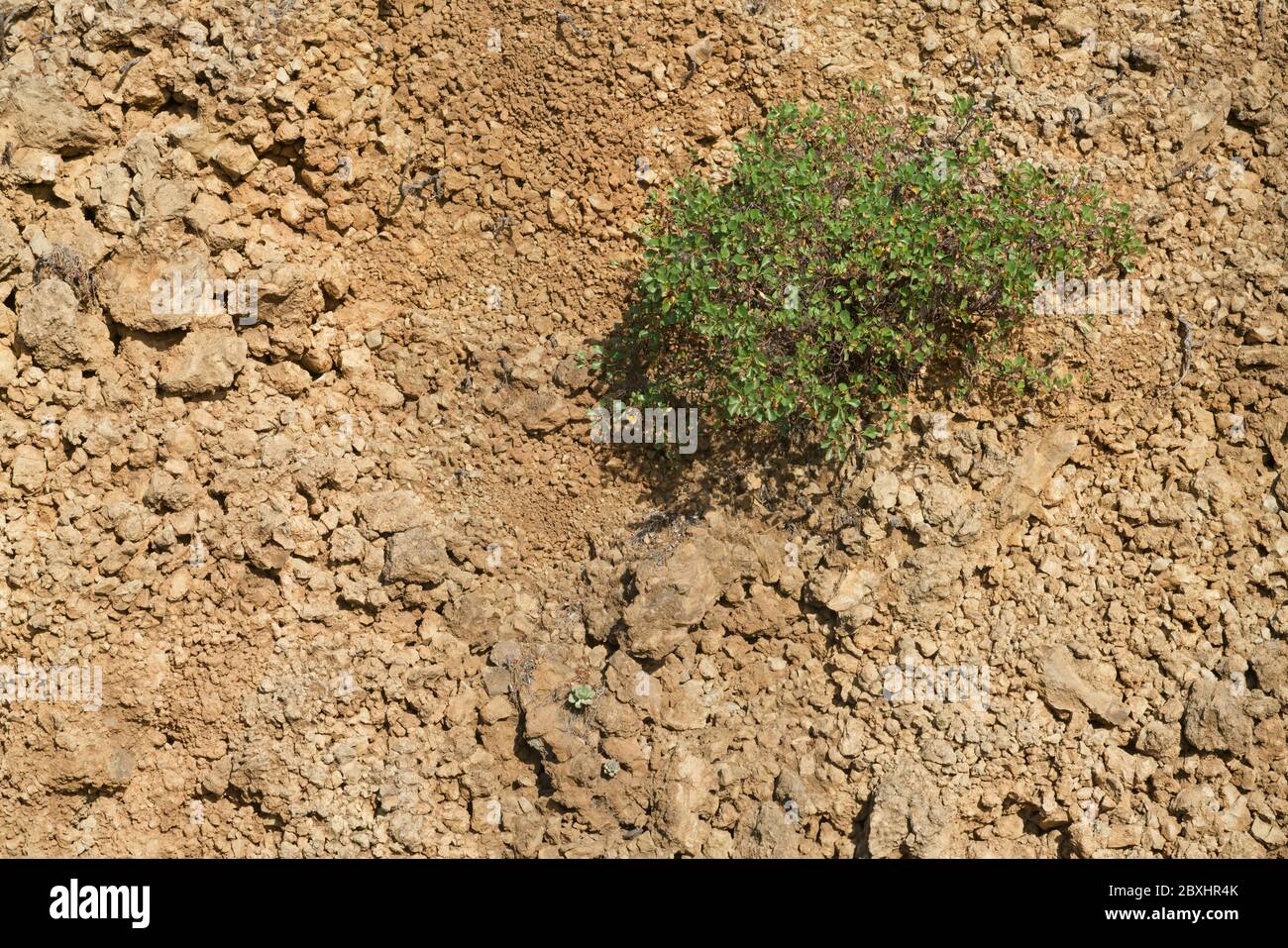 Sahara desert growth hi-res stock photography and images - Alamy